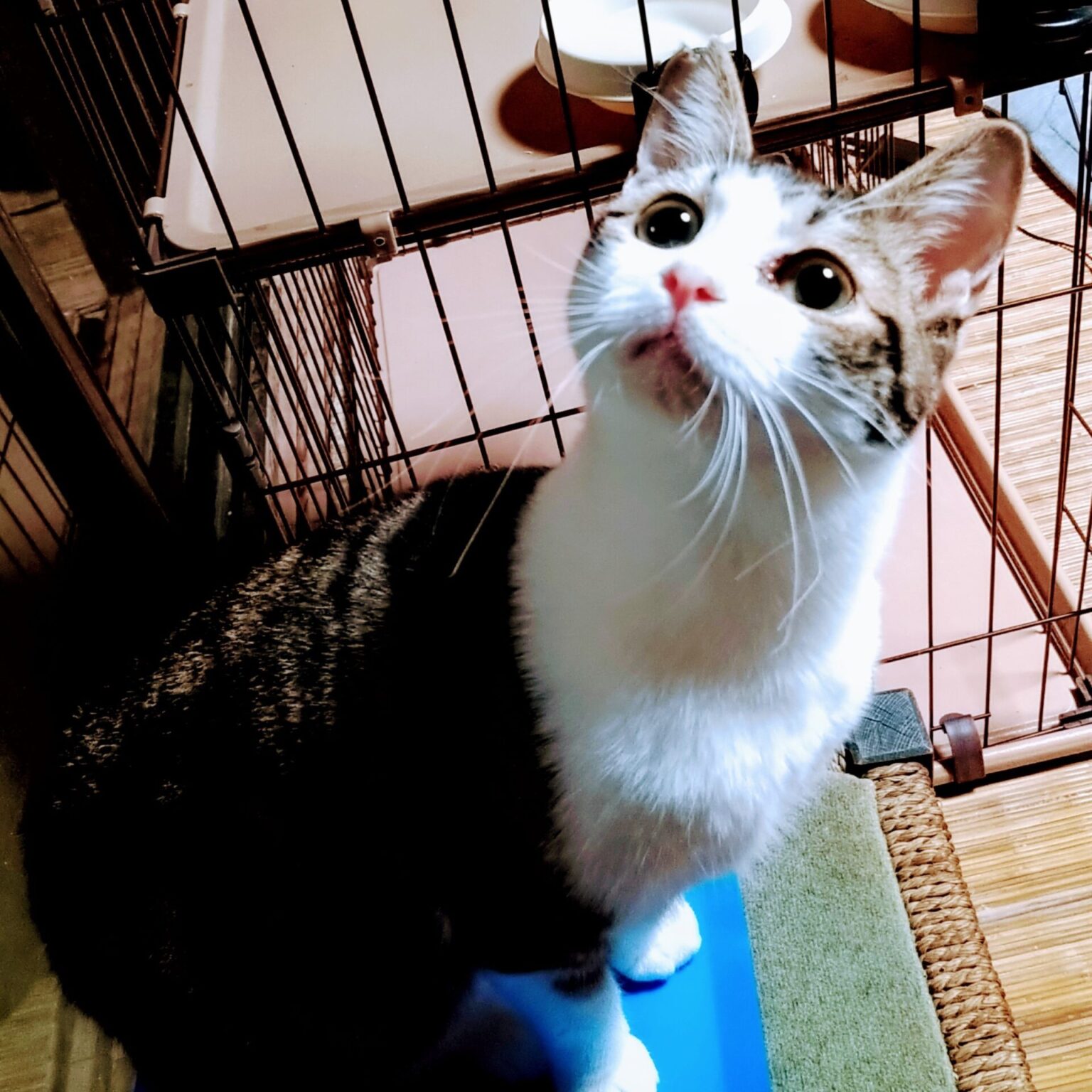 CS60とは | CS60富士宮 慧翔